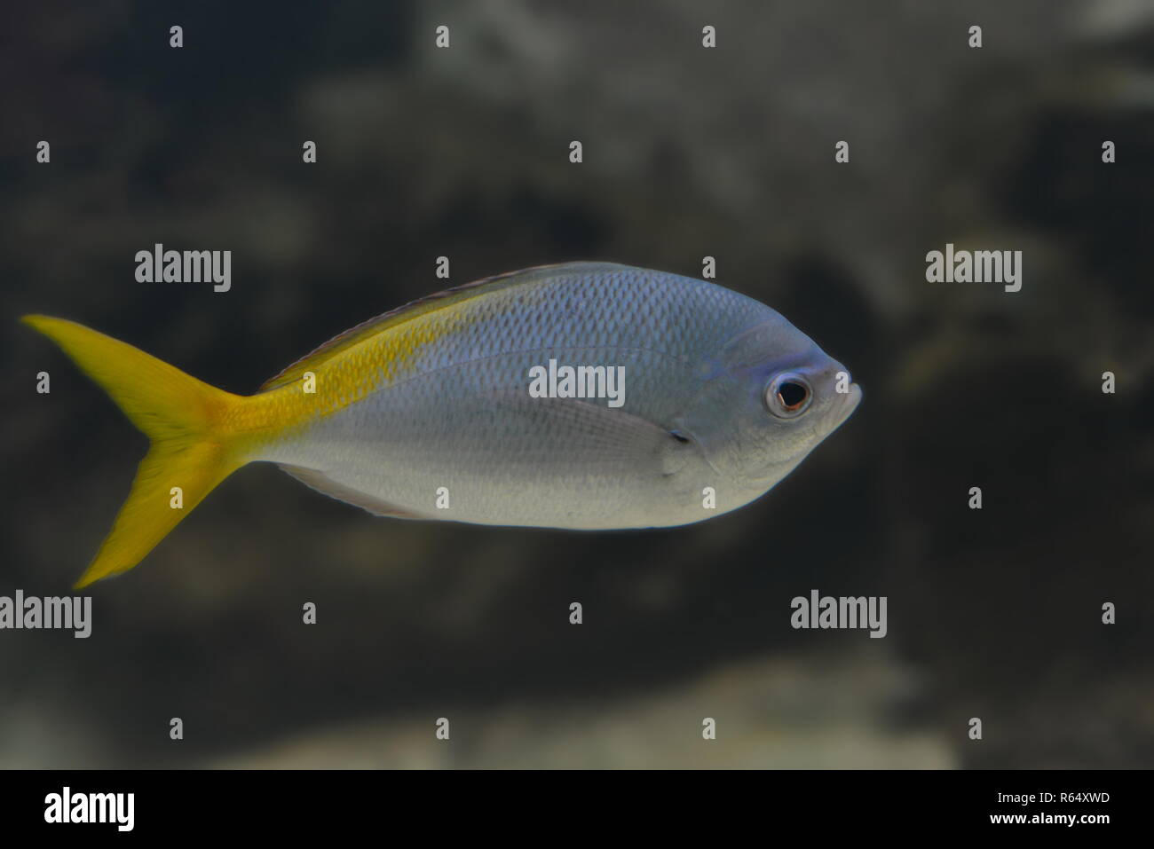 pacific fish in the coral reef Stock Photo - Alamy