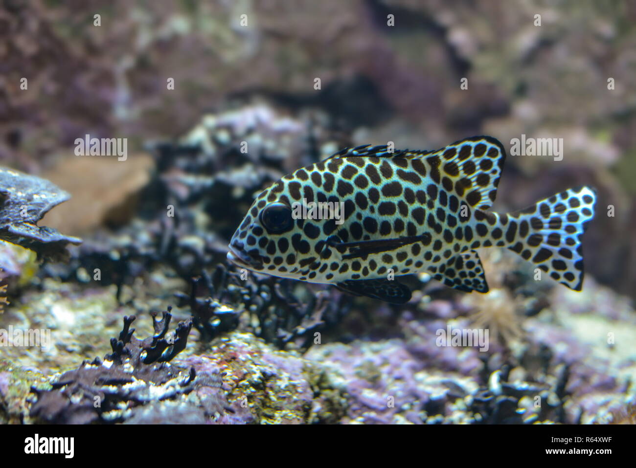 pacific fish in the coral reef Stock Photo - Alamy