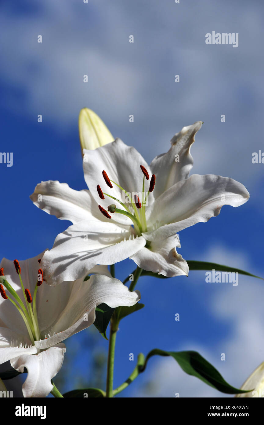 Close look flower hi-res stock photography and images - Alamy