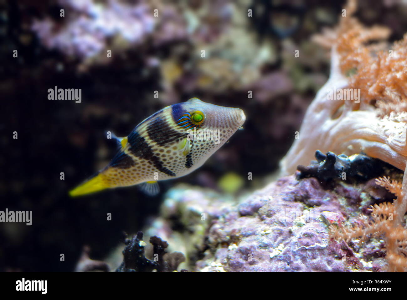 pacific fish in the coral reef Stock Photo - Alamy