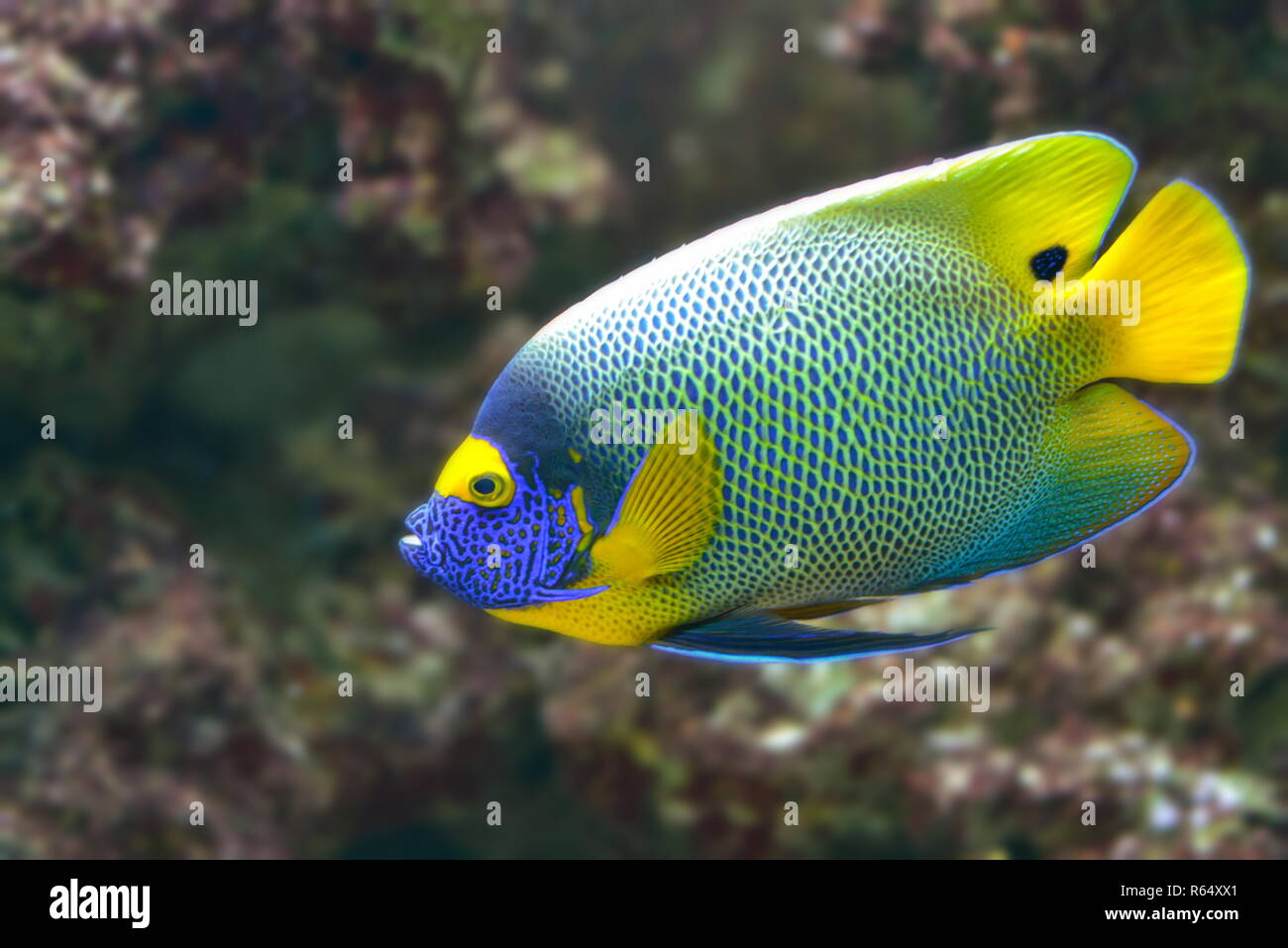 pacific fish in the coral reef Stock Photo - Alamy