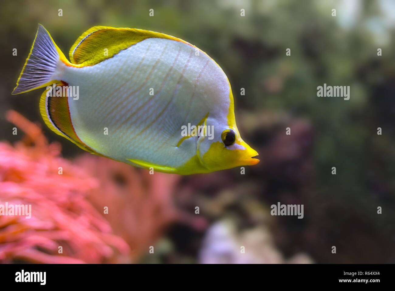 pacific fish in the coral reef Stock Photo - Alamy