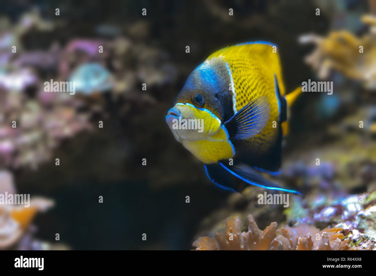 pacific fish in the coral reef Stock Photo - Alamy