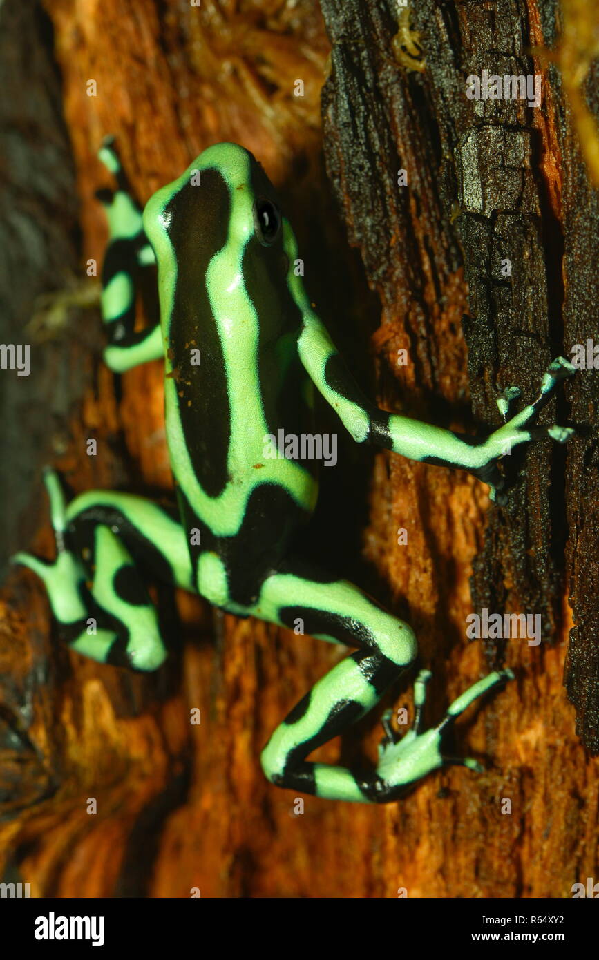Pfeilgiftfrosch hi-res stock photography and images - Alamy