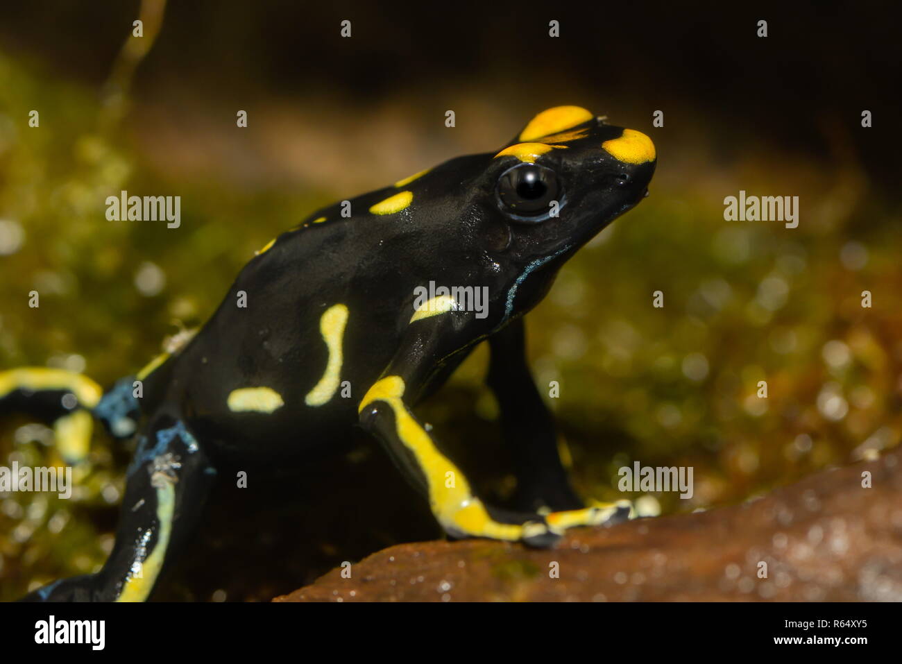 Pfeilgiftfrosch hi-res stock photography and images - Alamy