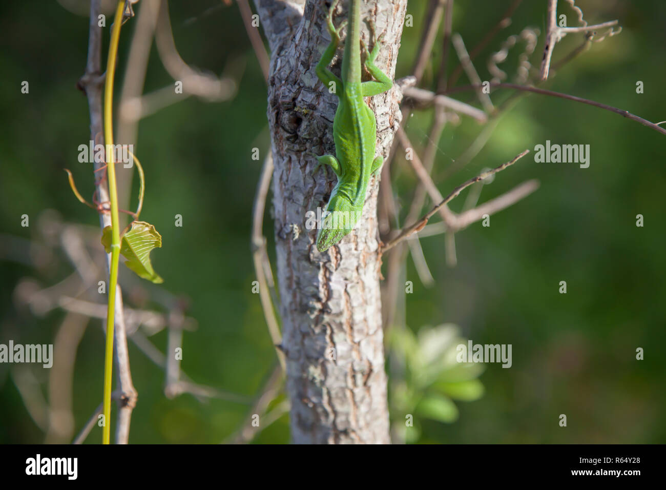 Common pet anole hi-res stock photography and images - Alamy
