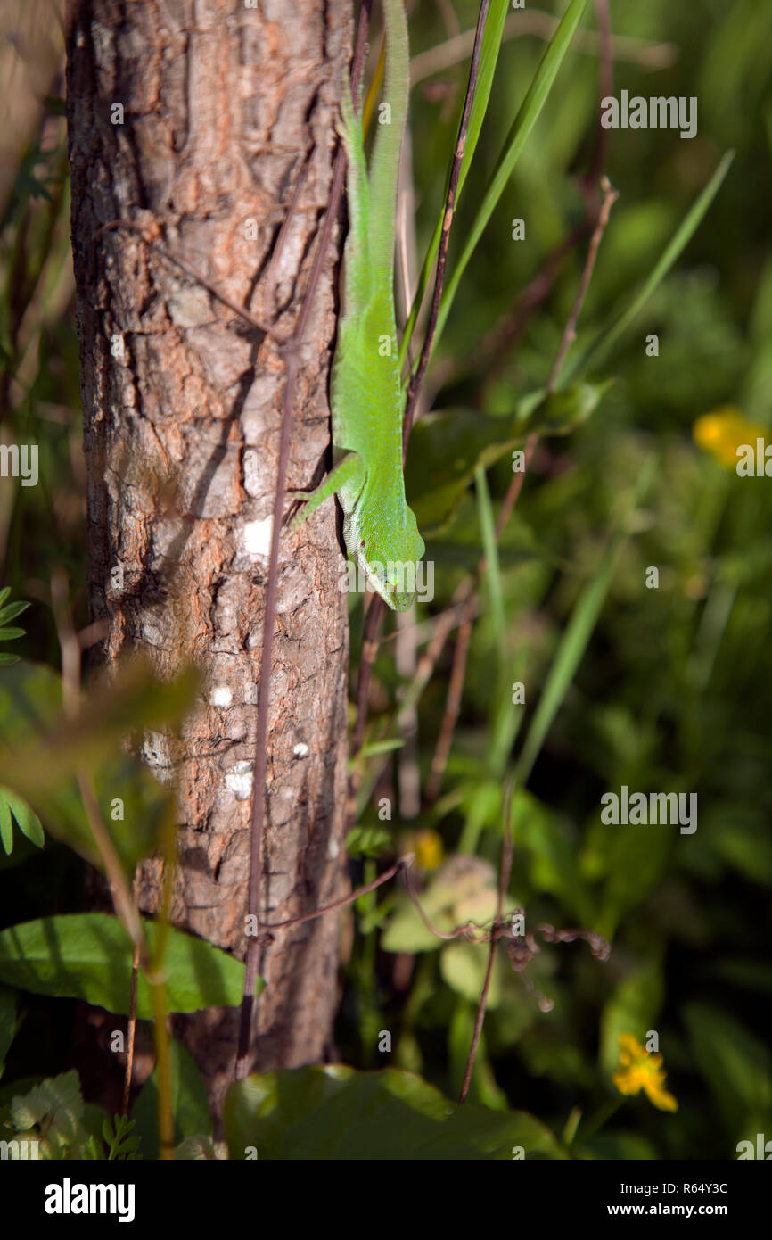 Common pet anole hi-res stock photography and images - Alamy