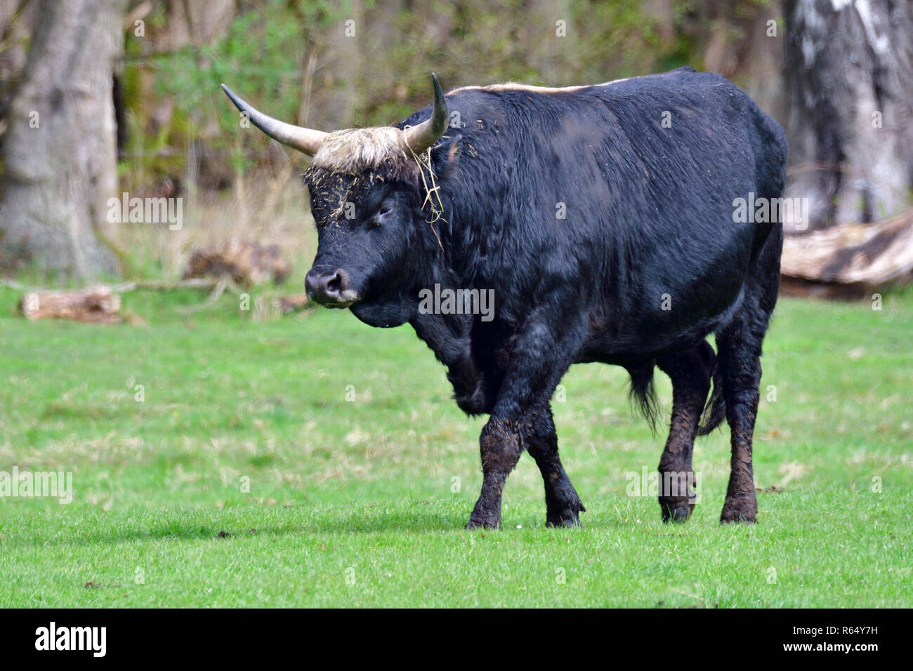 heck cattle on a farm Stock Photo - Alamy