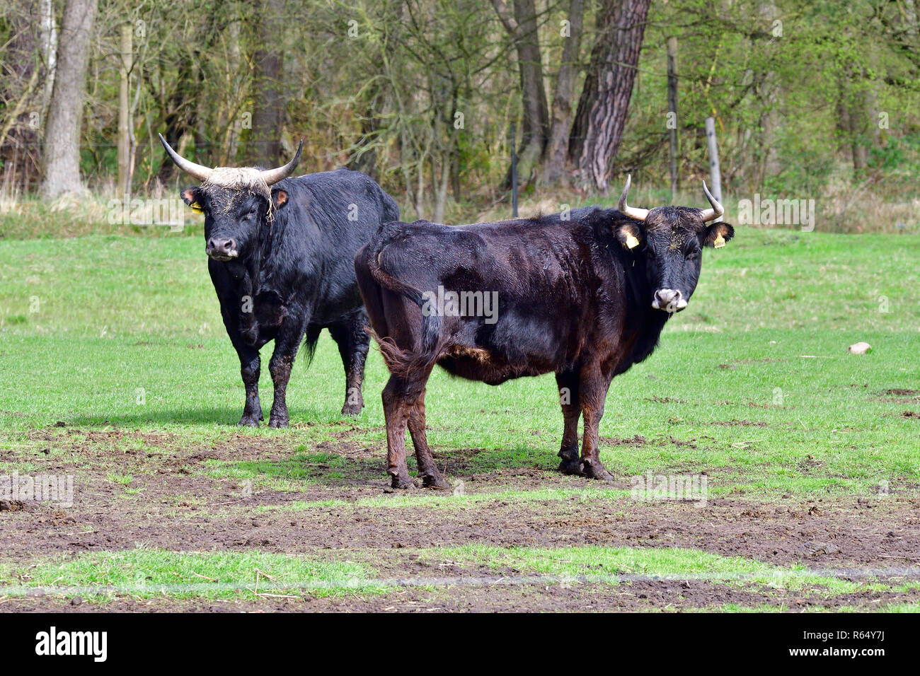 heck cattle on a farm Stock Photo - Alamy