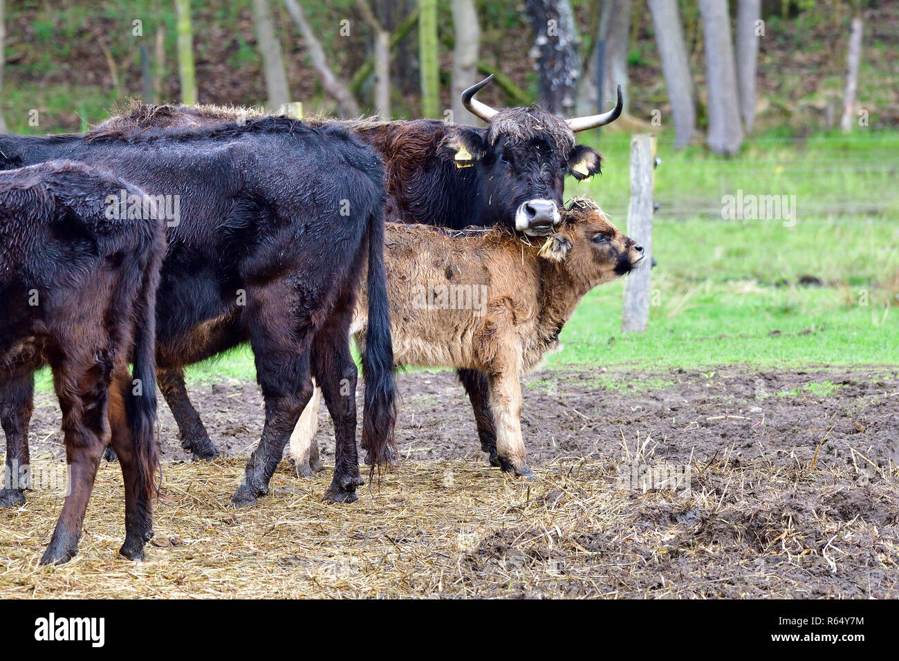Heckrind High Resolution Stock Photography and Images - Alamy