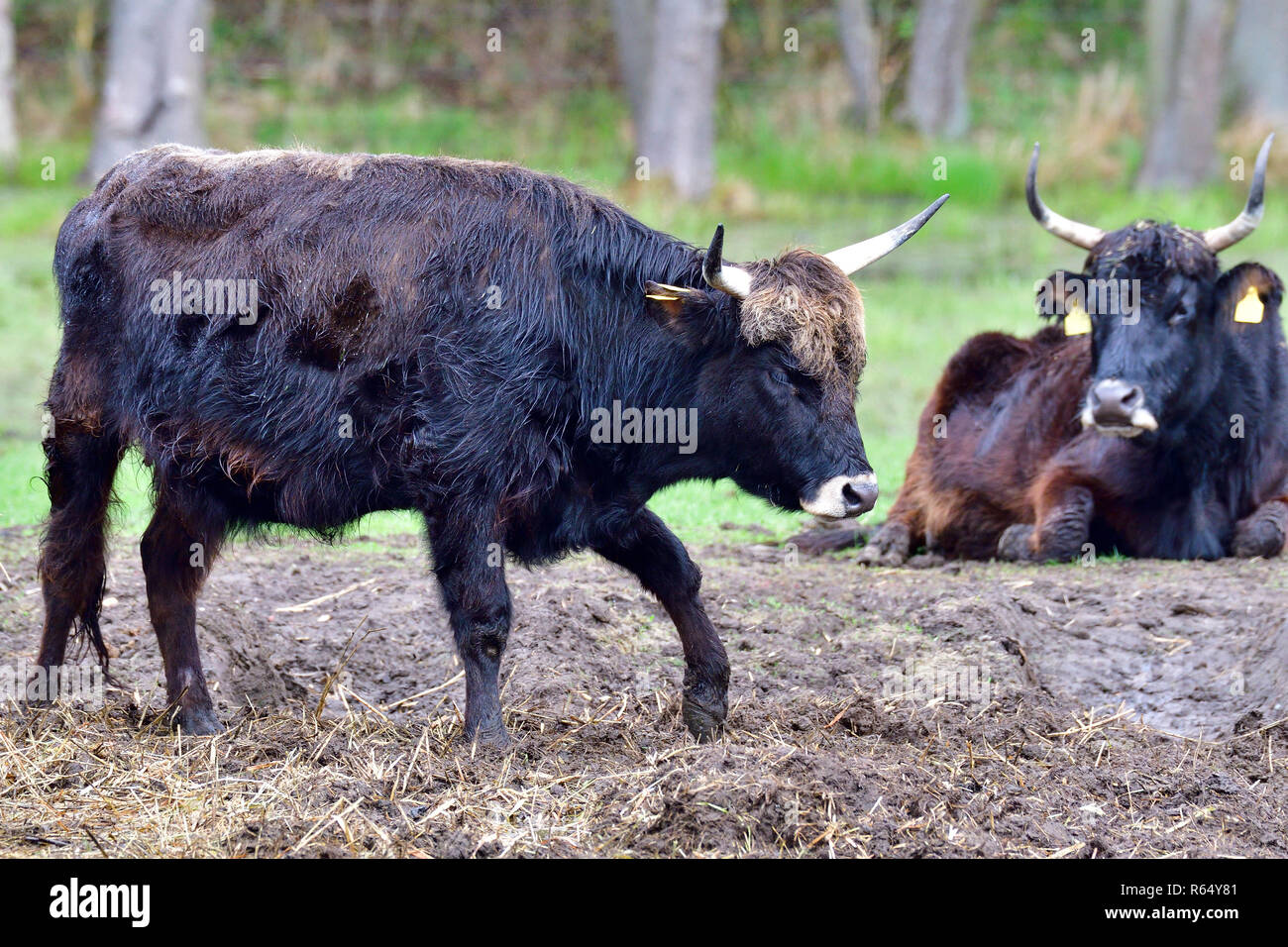 Heck bovine hi-res stock photography and images - Alamy