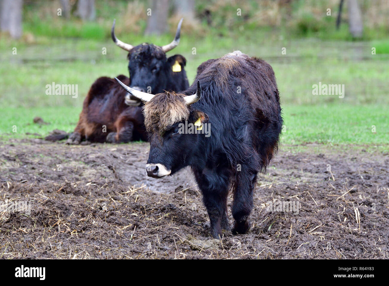 Heckrind hi-res stock photography and images - Alamy