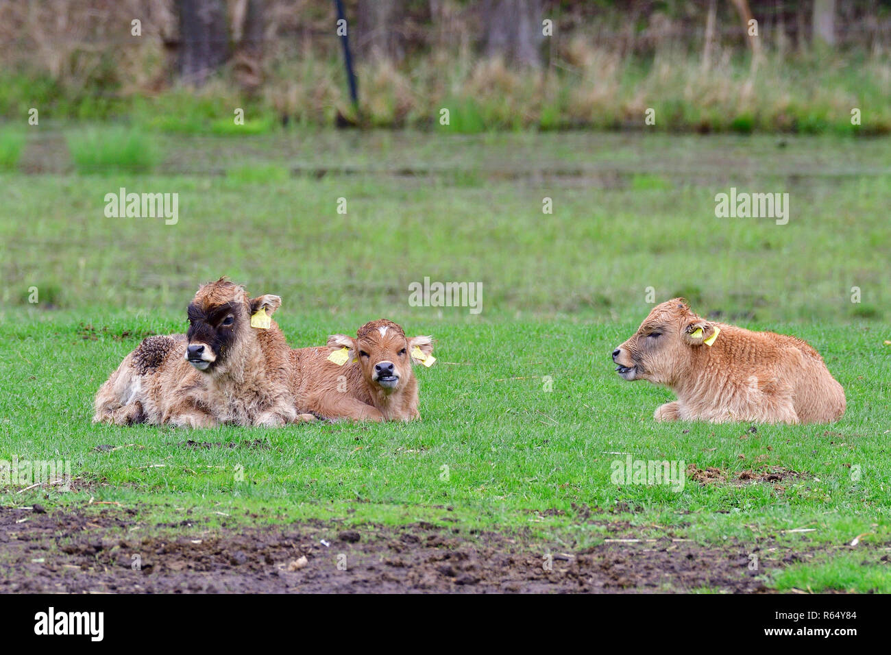 Heckrind High Resolution Stock Photography and Images - Alamy