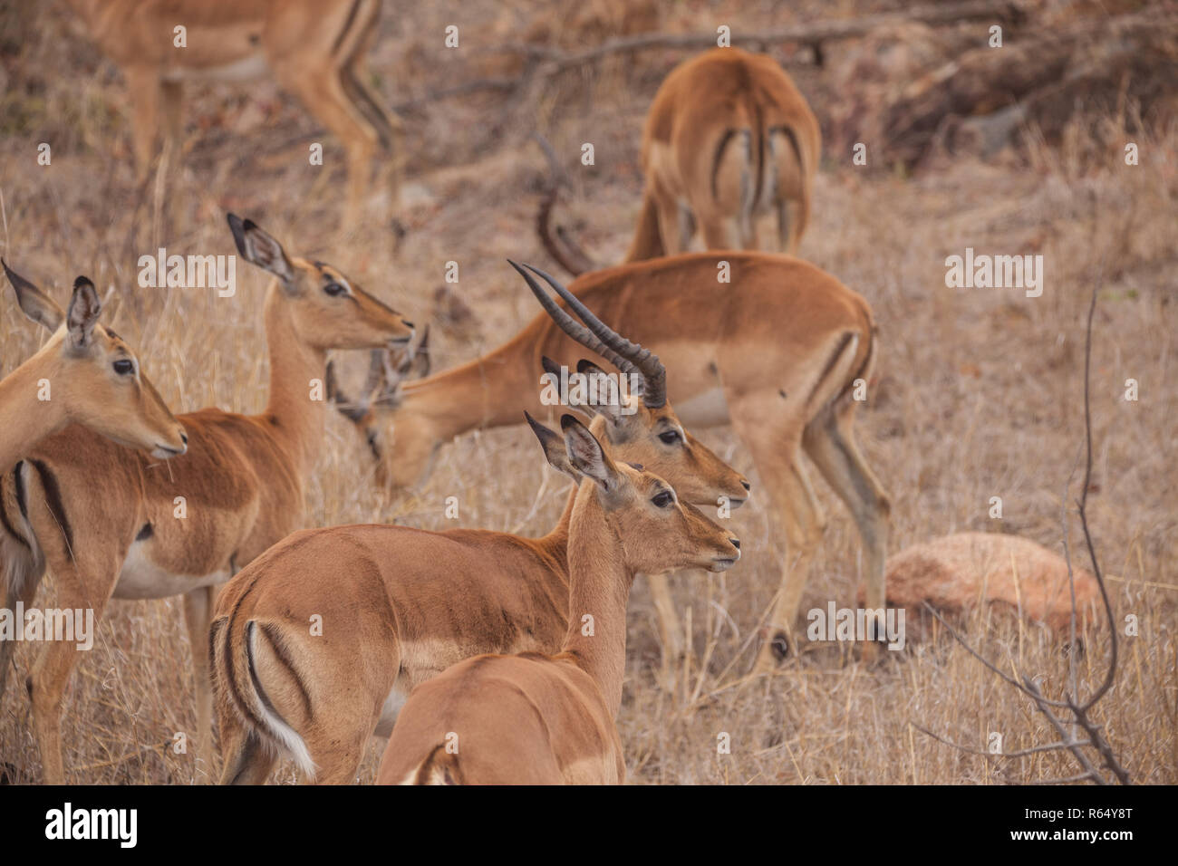 impala herd in south africa Stock Photo - Alamy