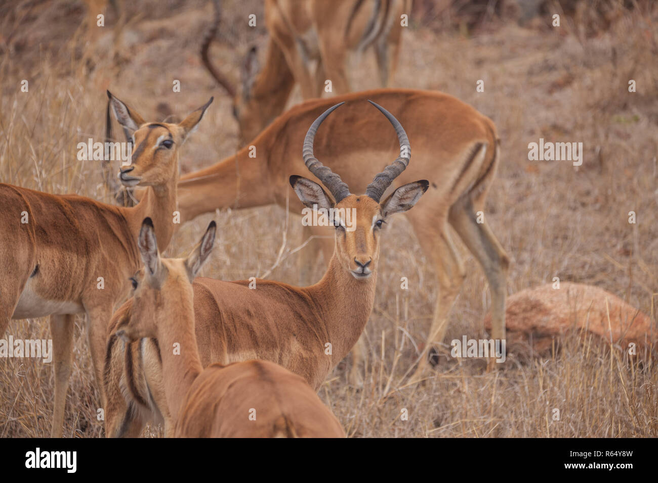impala herd in south africa Stock Photo - Alamy
