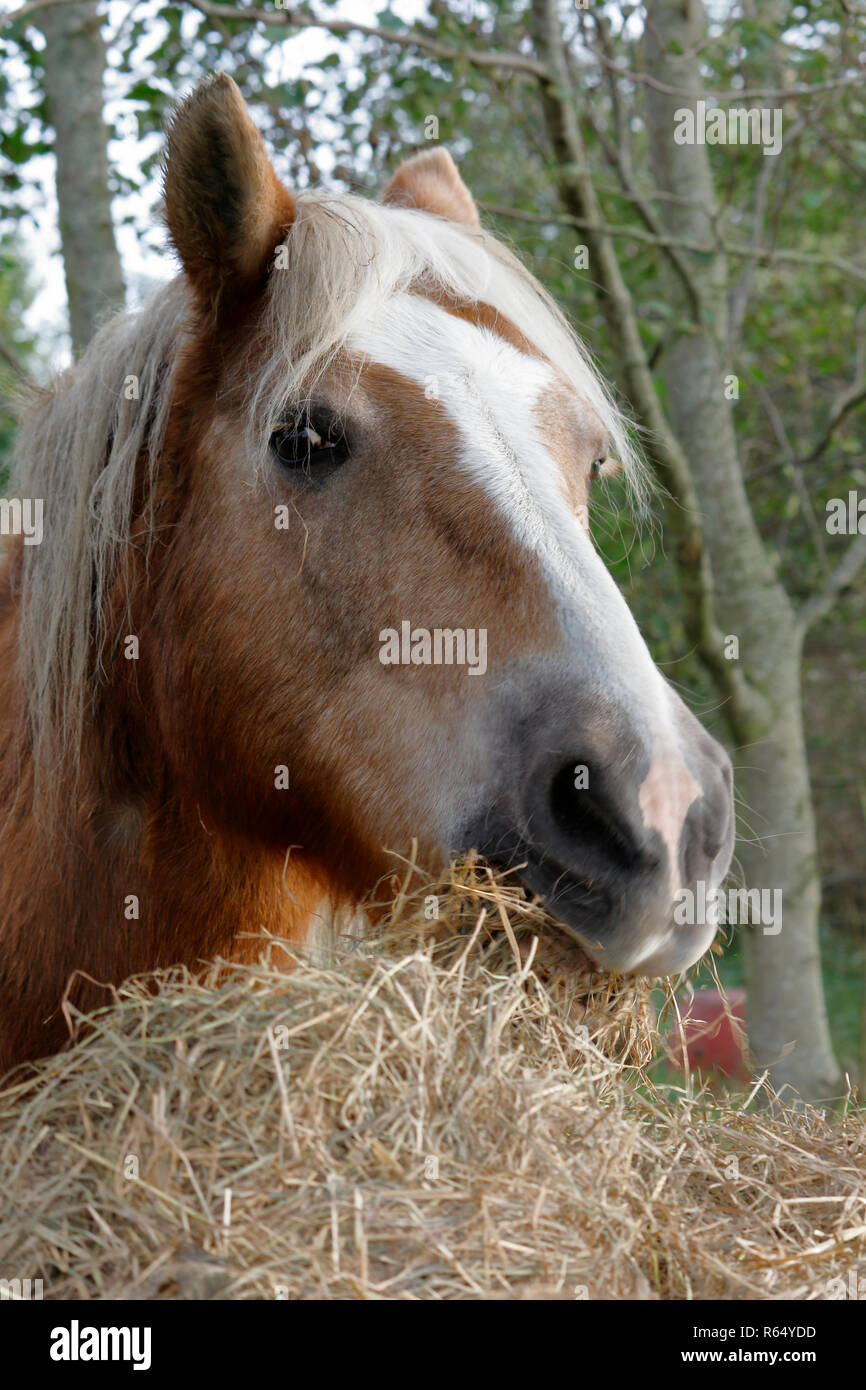 haflinger in the hay Stock Photo - Alamy