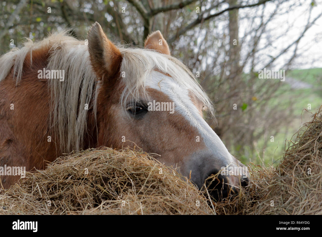 haflinger in the hay Stock Photo - Alamy