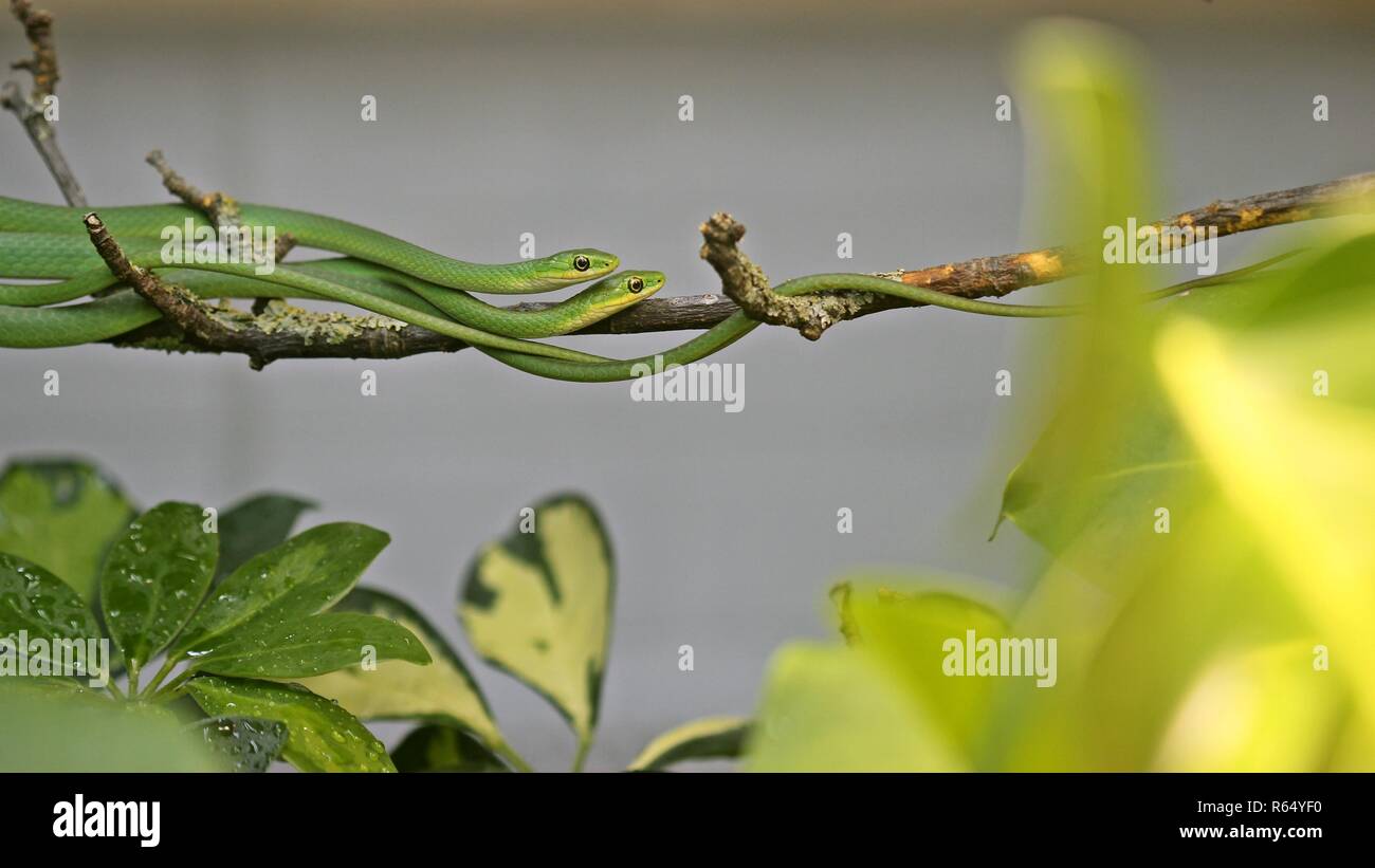 two male rough grass snakes (opheodrys aestivus) on branch Stock Photo ...