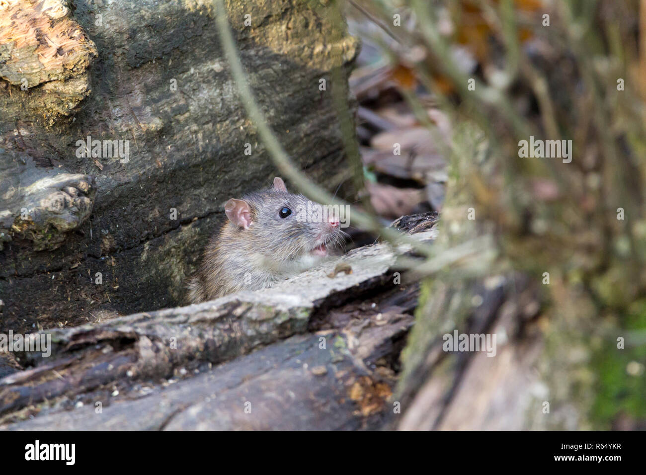 Rat At Bird Hide Feeding Station High Resolution Stock Photography and ...