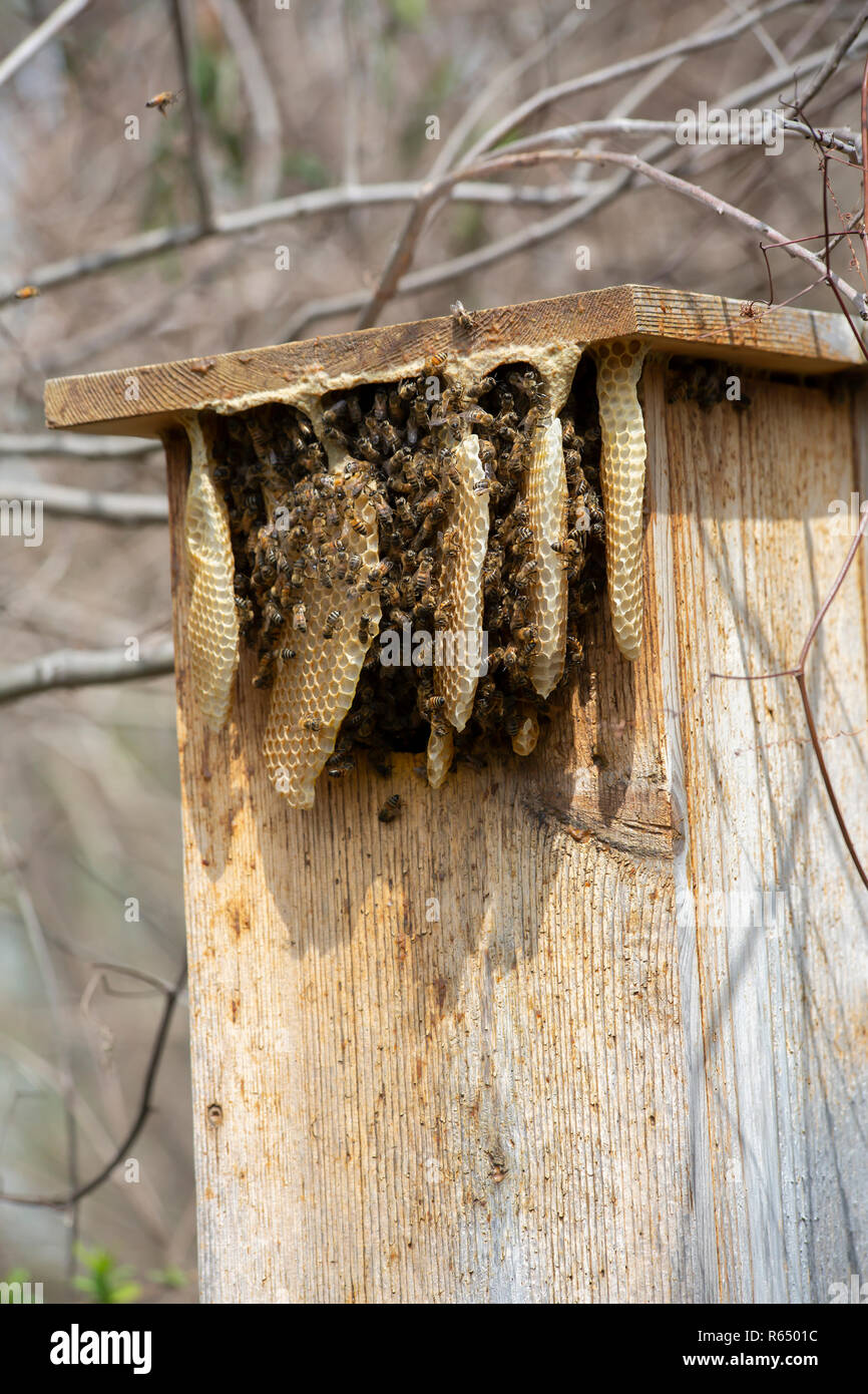 Cold blooded invertebrates hi-res stock photography and images - Alamy