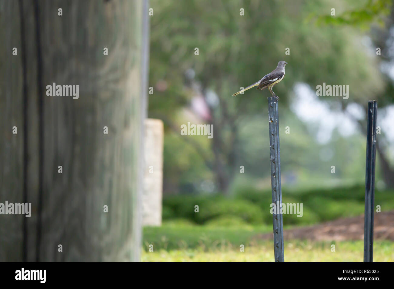 Young northern mockingbird hi-res stock photography and images - Alamy