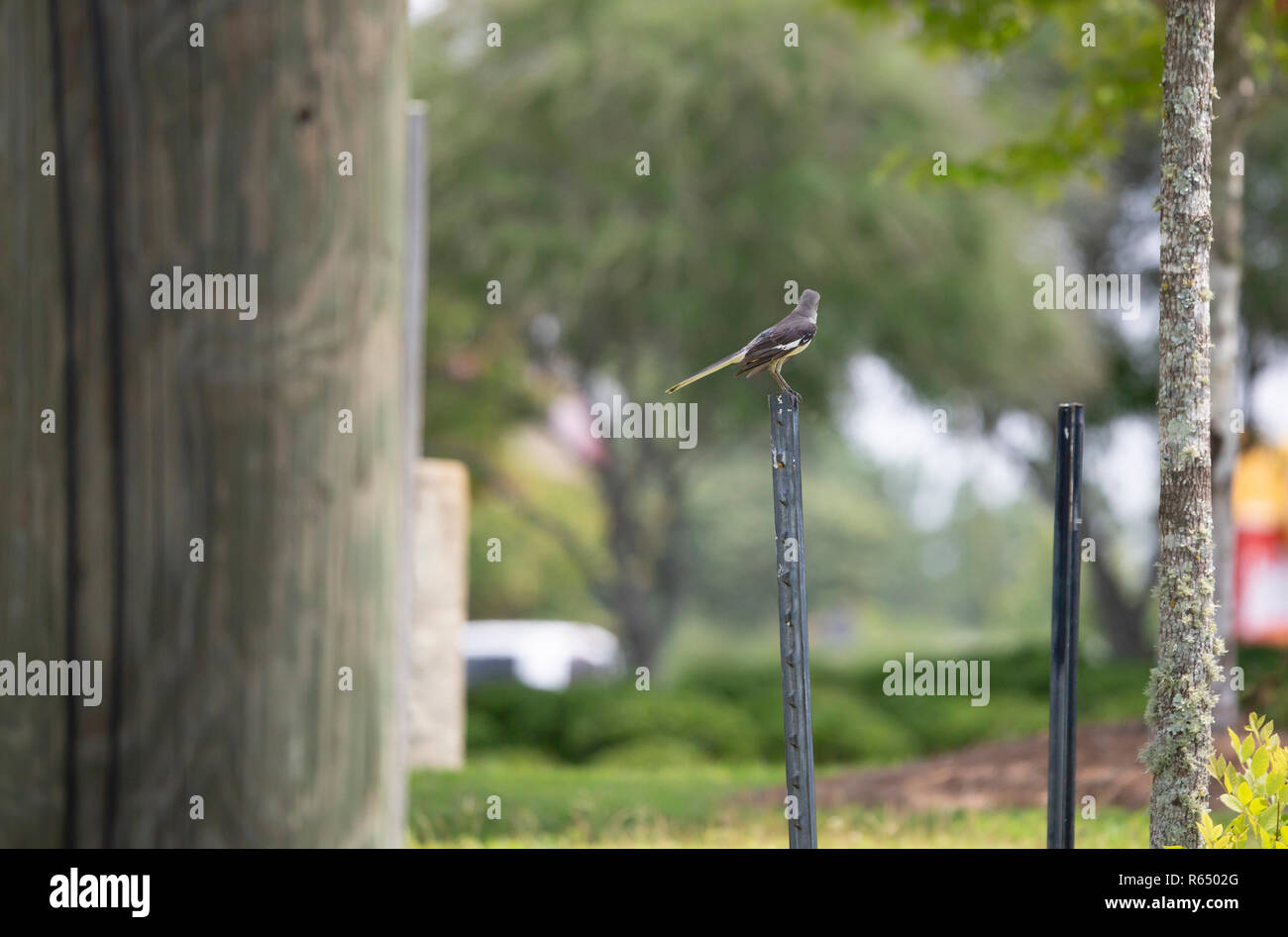 Young northern mockingbird hi-res stock photography and images - Alamy