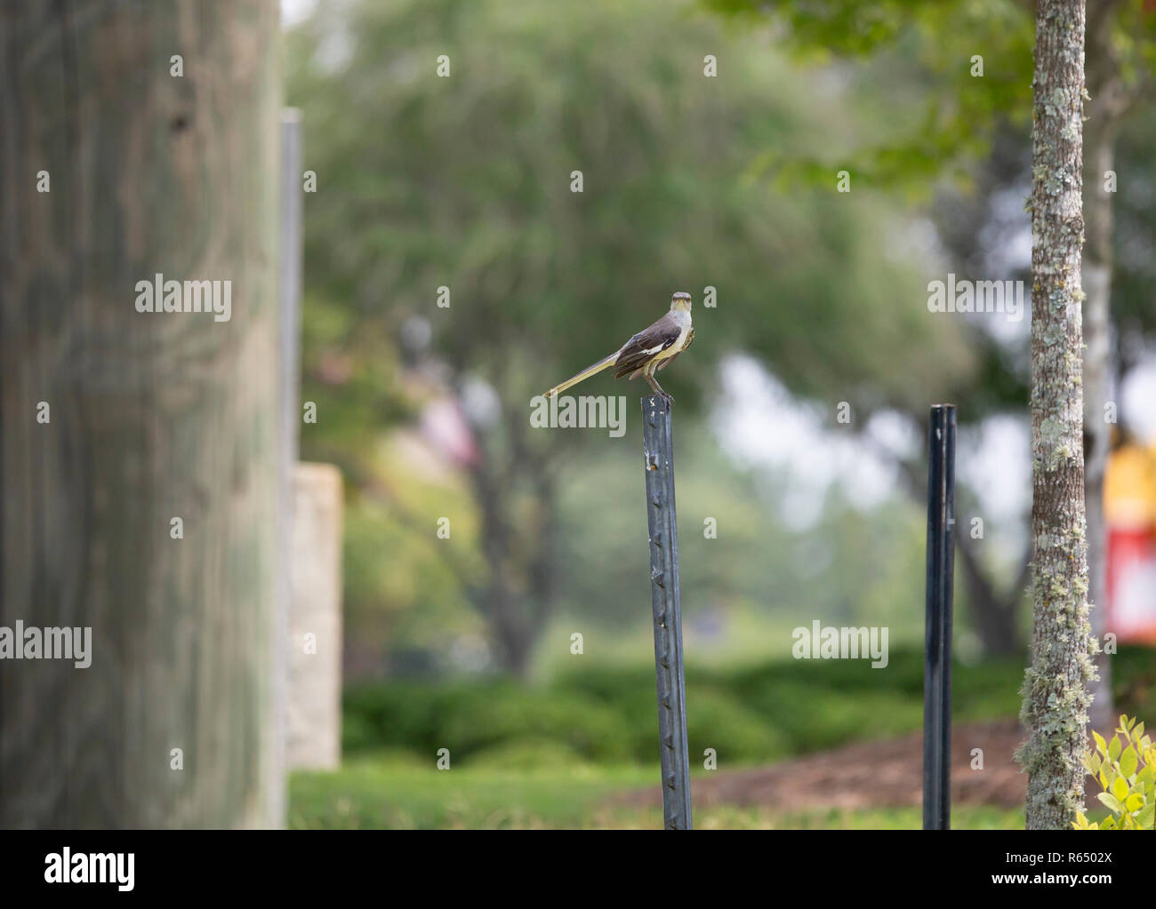 Juvenile northern mockingbird hi-res stock photography and images - Alamy