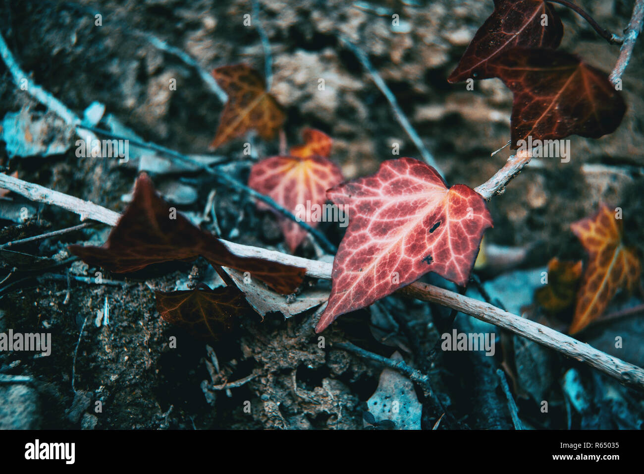 Autumn colored hedera helix hanging on a branch Stock Photo - Alamy