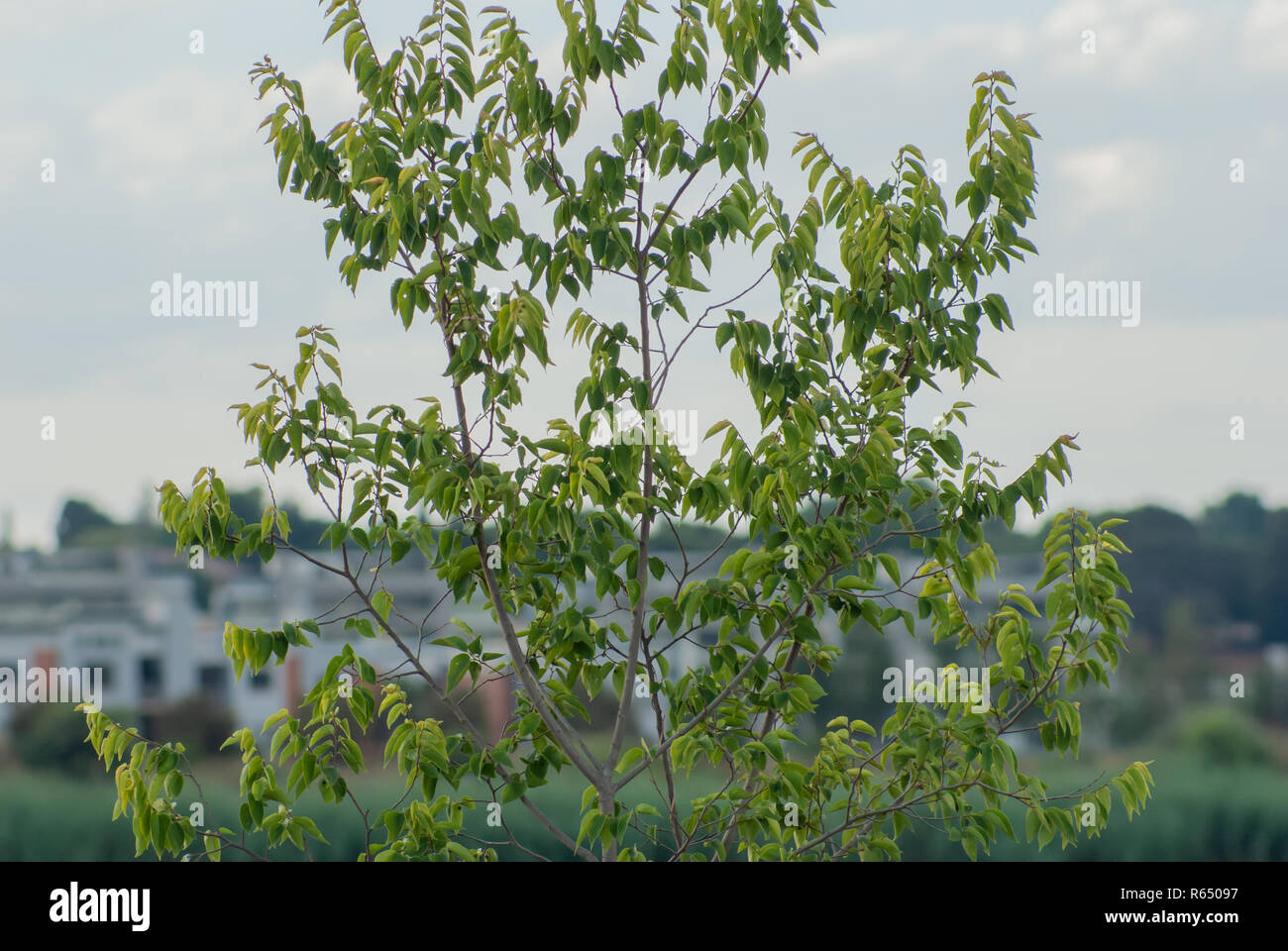 Full Frame Tree Stock Photo - Alamy