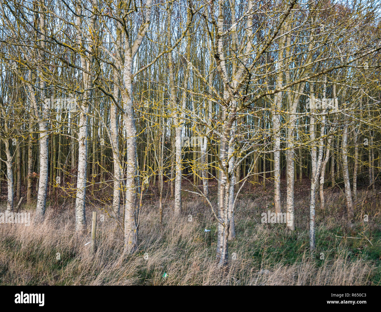 Copse Of Trees, Uk Stock Photos & Copse Of Trees, Uk Stock Images - Alamy