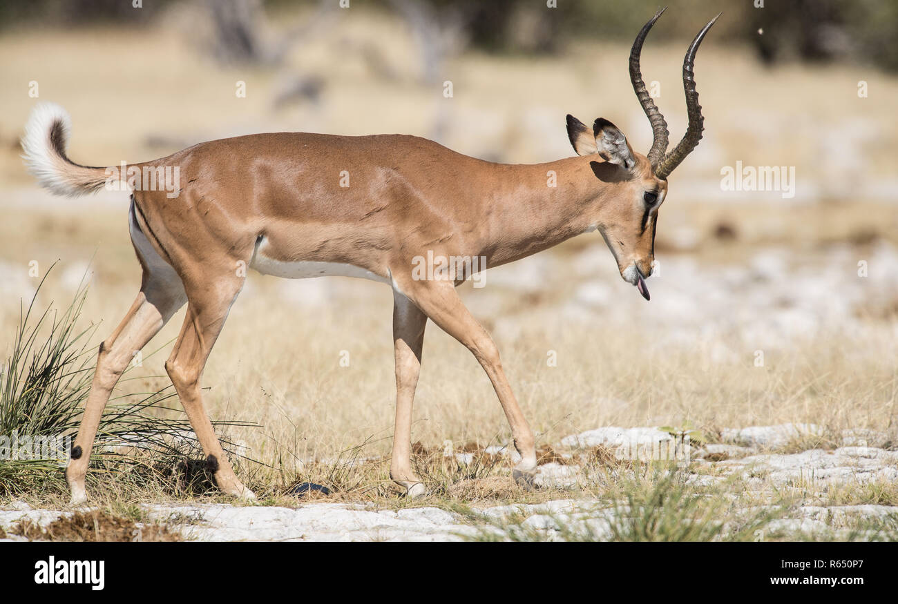 Black faced impala Stock Photo - Alamy