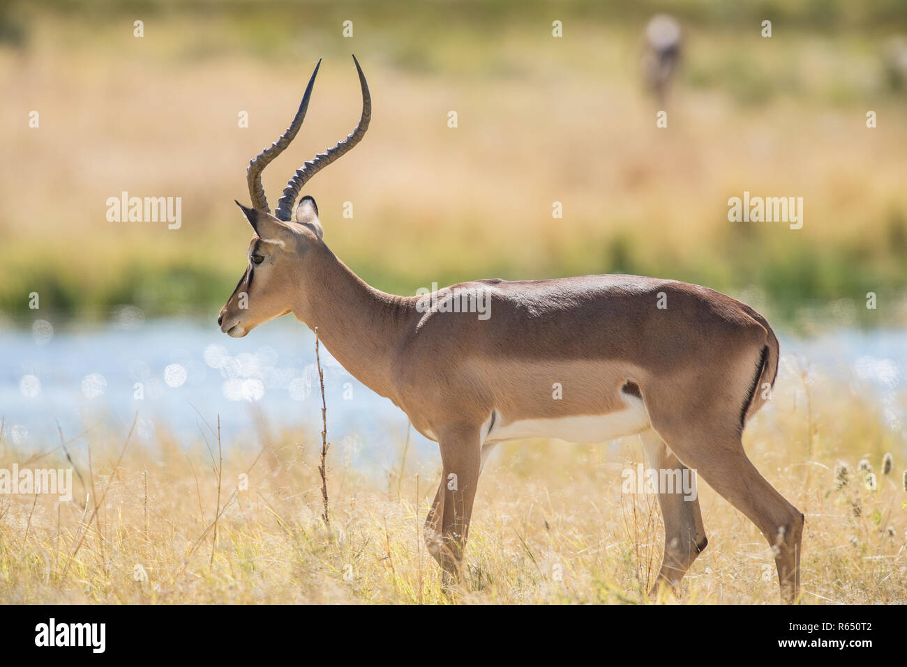1 impala hi-res stock photography and images - Alamy