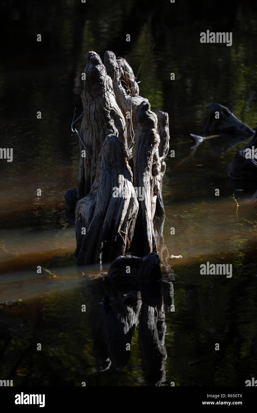 Knee timber hi-res stock photography and images - Alamy