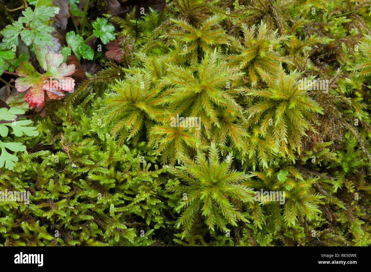 Tree moss (Climacium dendroides) growing on a rotting tree stump in the ...