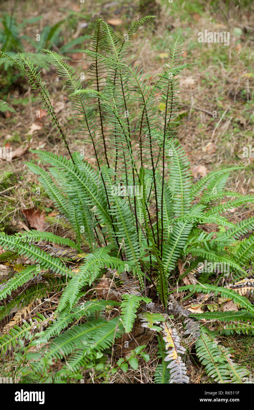 Sterile and fertile fronds of Hard Fern (Blechnum spicant),Peak ...