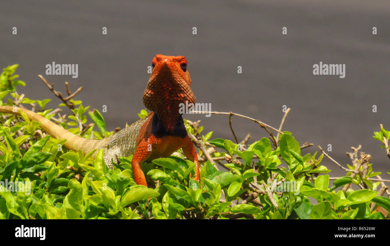 Orange and grey chameleon sitting over green bushes in a garden on a ...