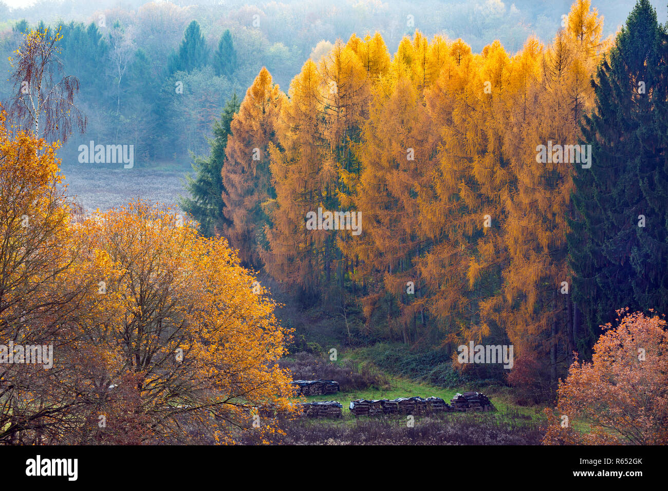 larch in late autumn on a dull day Stock Photo - Alamy