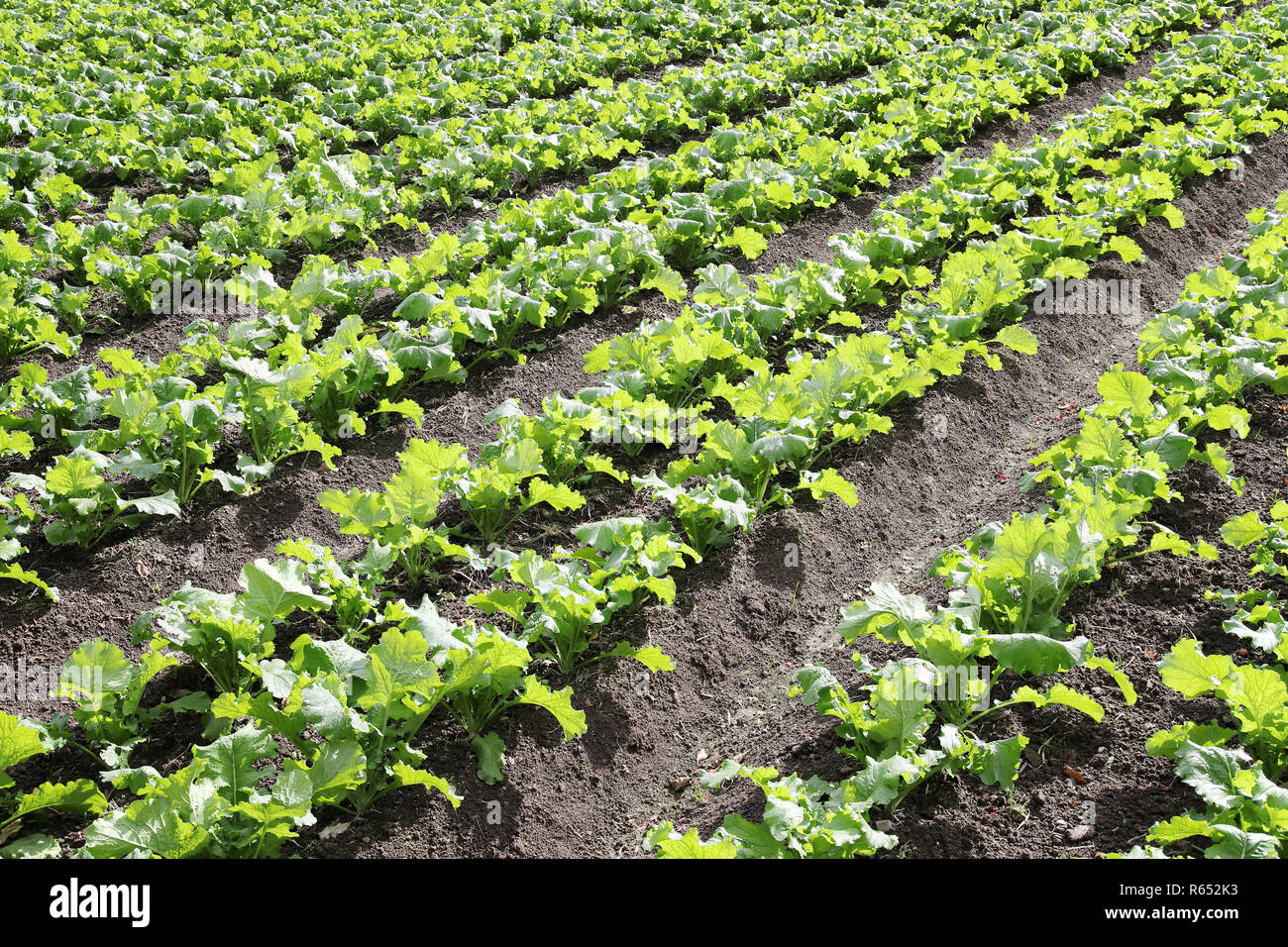 Farmland, vegetable field is growing on a variety of vegetables Stock ...