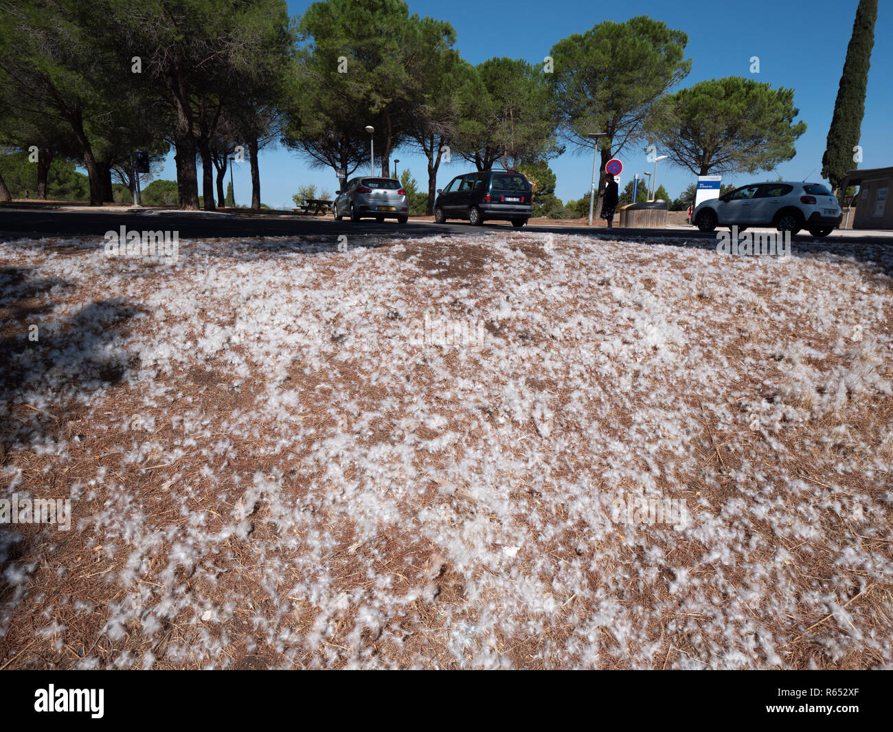 Down feathers hi-res stock photography and images - Alamy