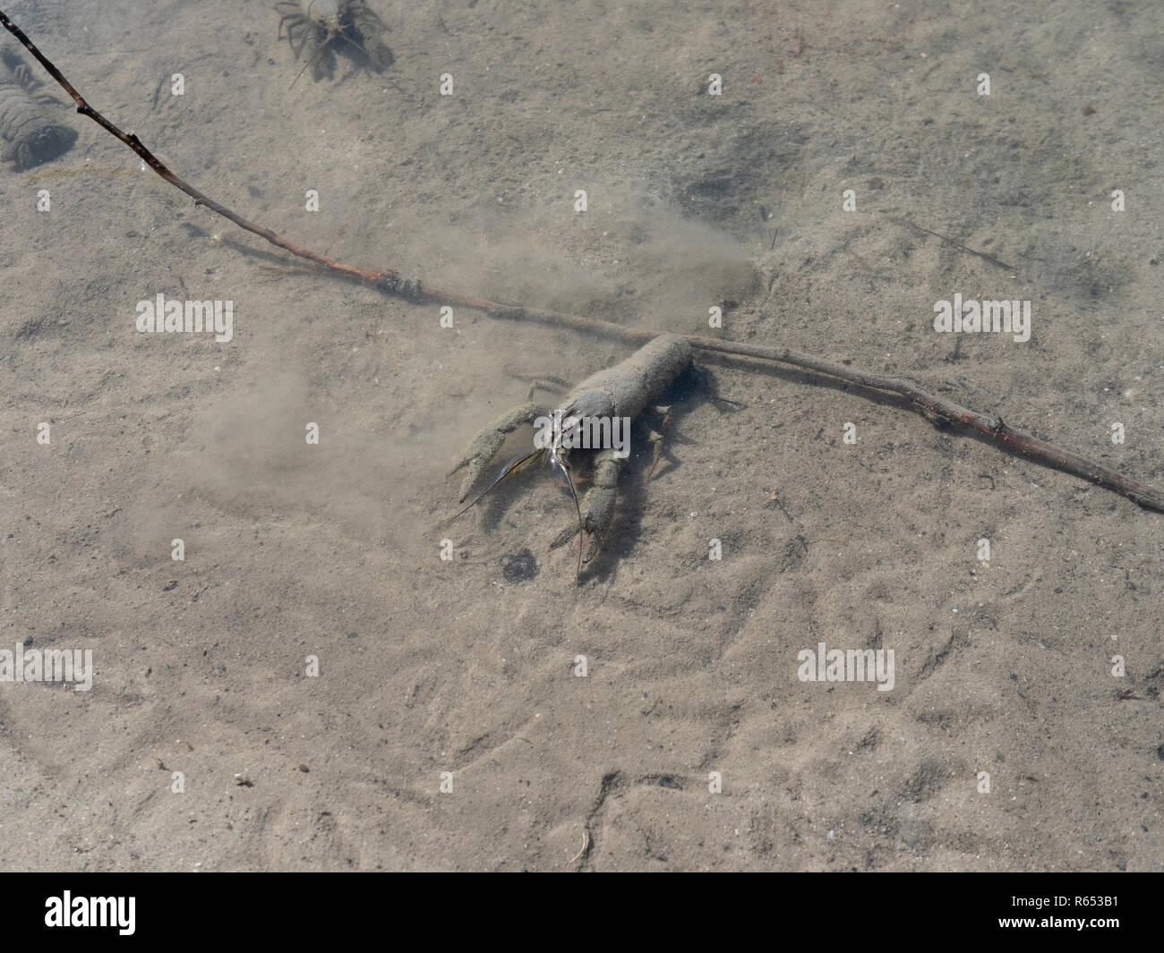 Crayfish in shallow fresh water when water levels have dropped at end ...