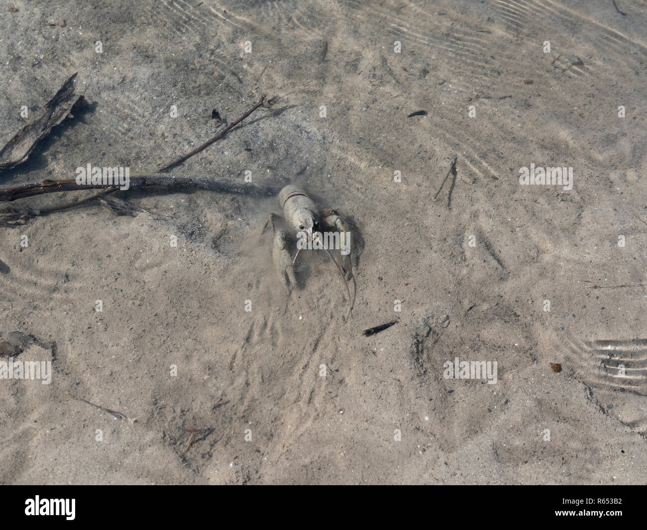 Crayfish habitat hi-res stock photography and images - Alamy