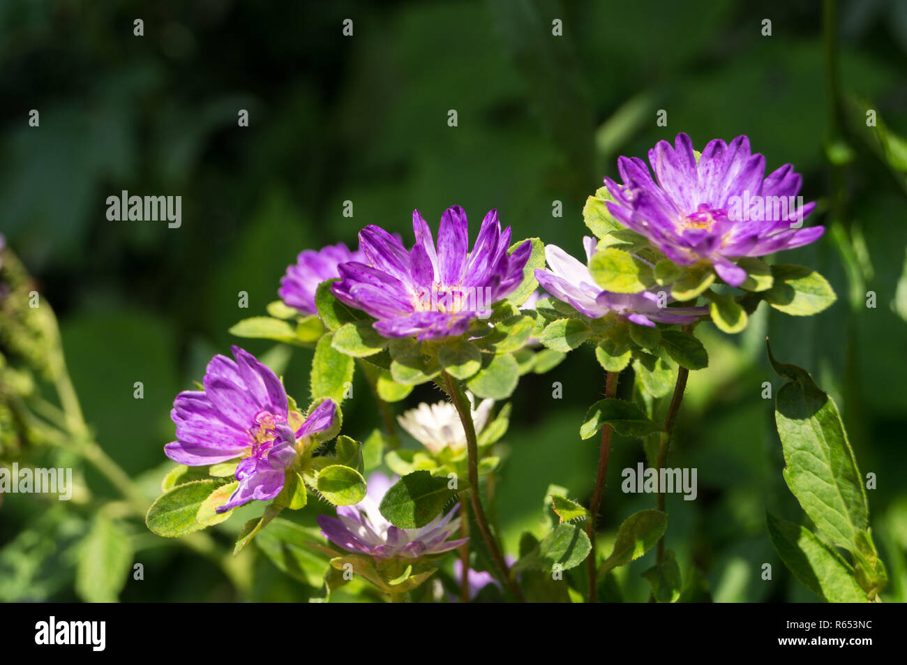 Group of purple flowers hi-res stock photography and images - Alamy