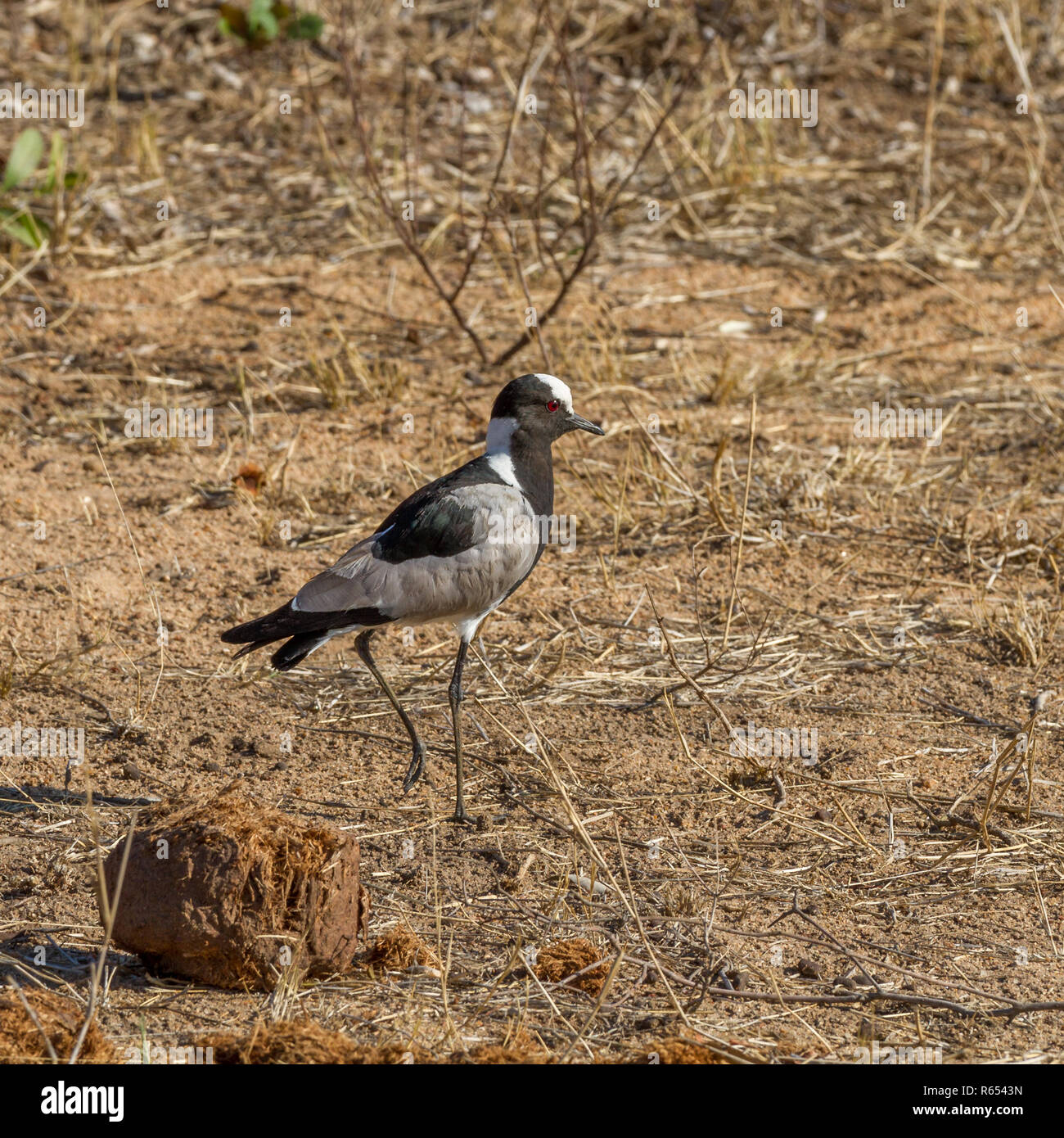 Blacksmiths plover hi-res stock photography and images - Alamy