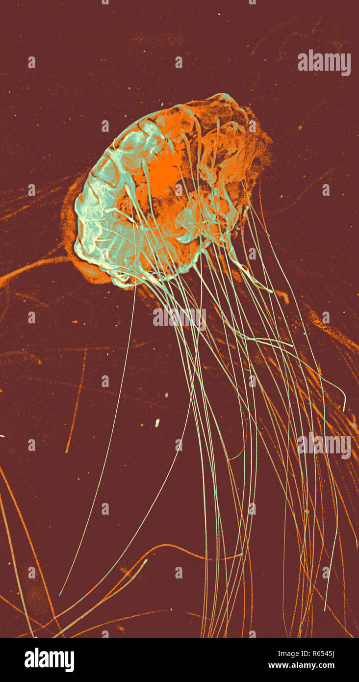 Illuminous High Resolution Stock Photography and Images - Alamy