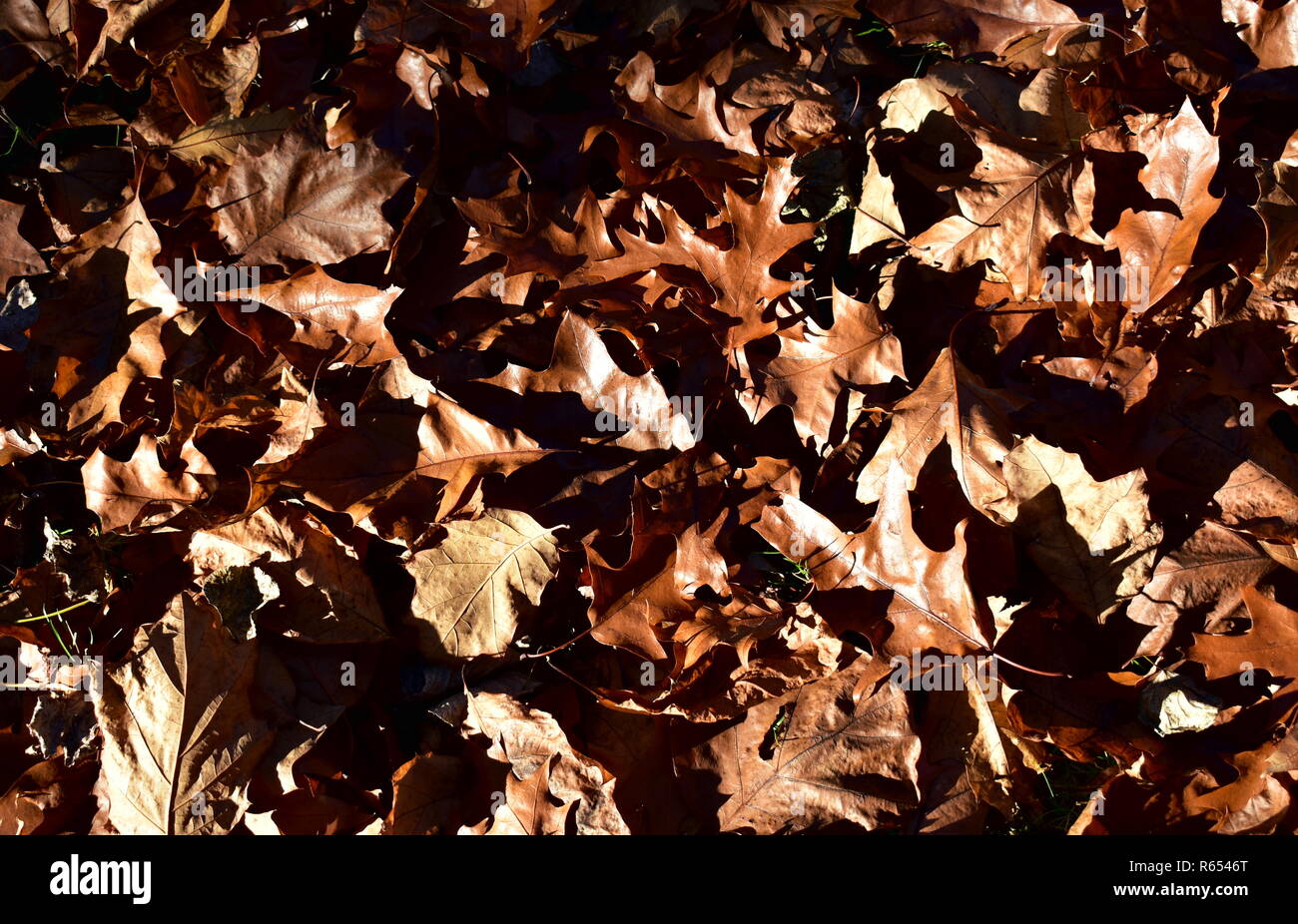 Autumn background. Fallen leaves brown texture, sun light with shadows ...