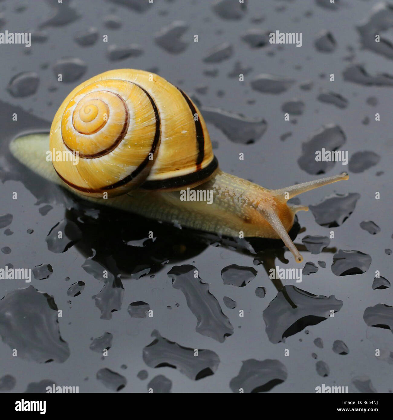 Snail after the rain Stock Photo - Alamy