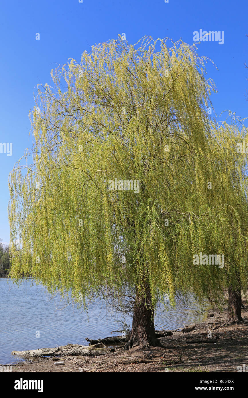 Eggenstein leopoldshafen hi-res stock photography and images - Alamy