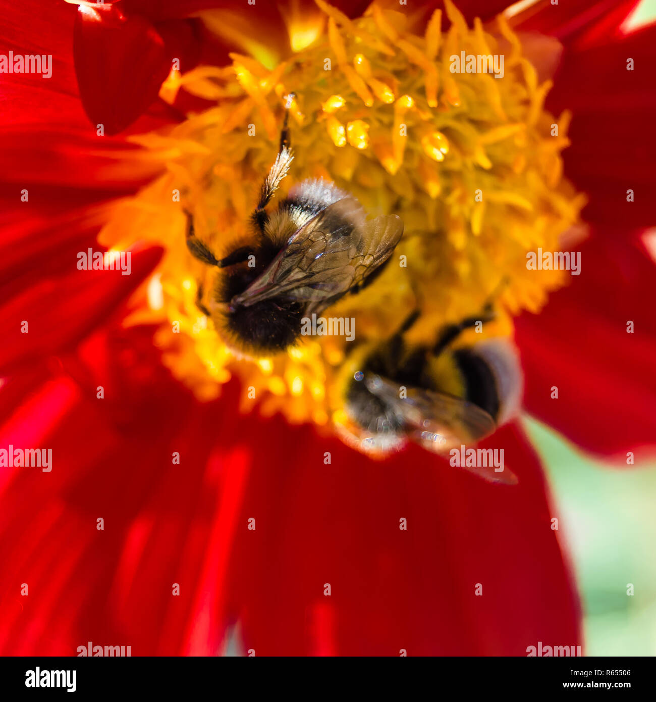Bumble bee and Dahlia flower Stock Photo - Alamy