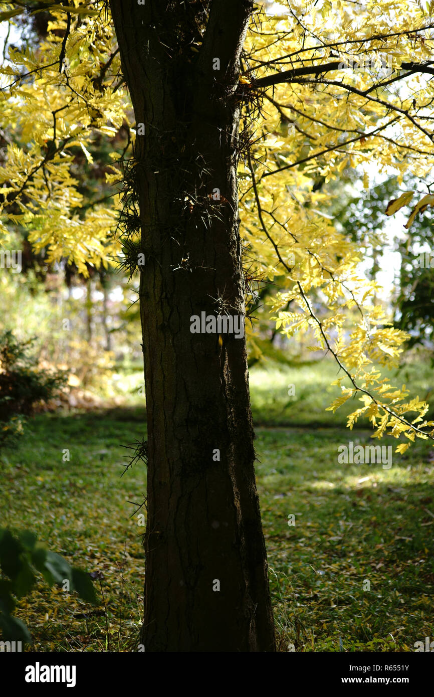 japanese honeycomb in autumn Stock Photo - Alamy