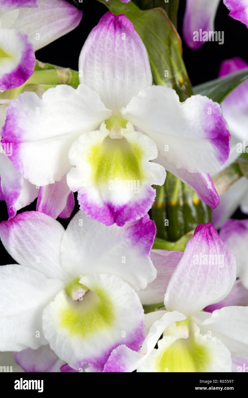 Dendrobium nobile orchid hybrid hi-res stock photography and images - Alamy